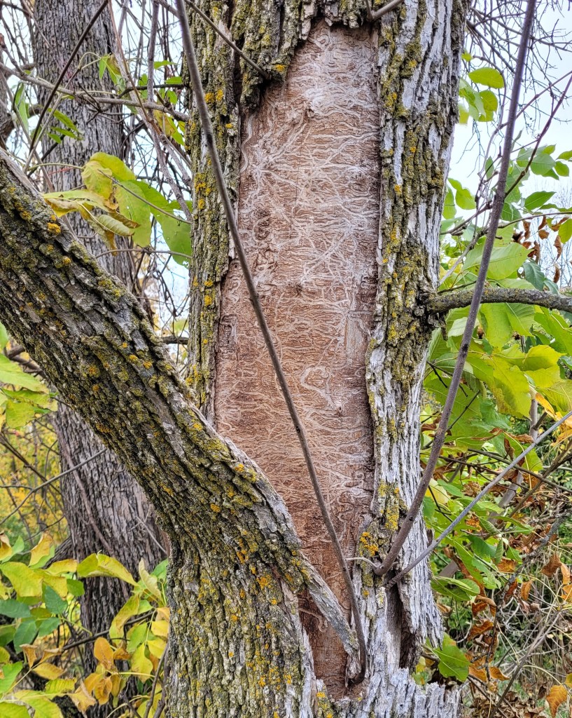 In the Lakeshore Nature Preserve, Taking Small Steps Toward Healing Our ...